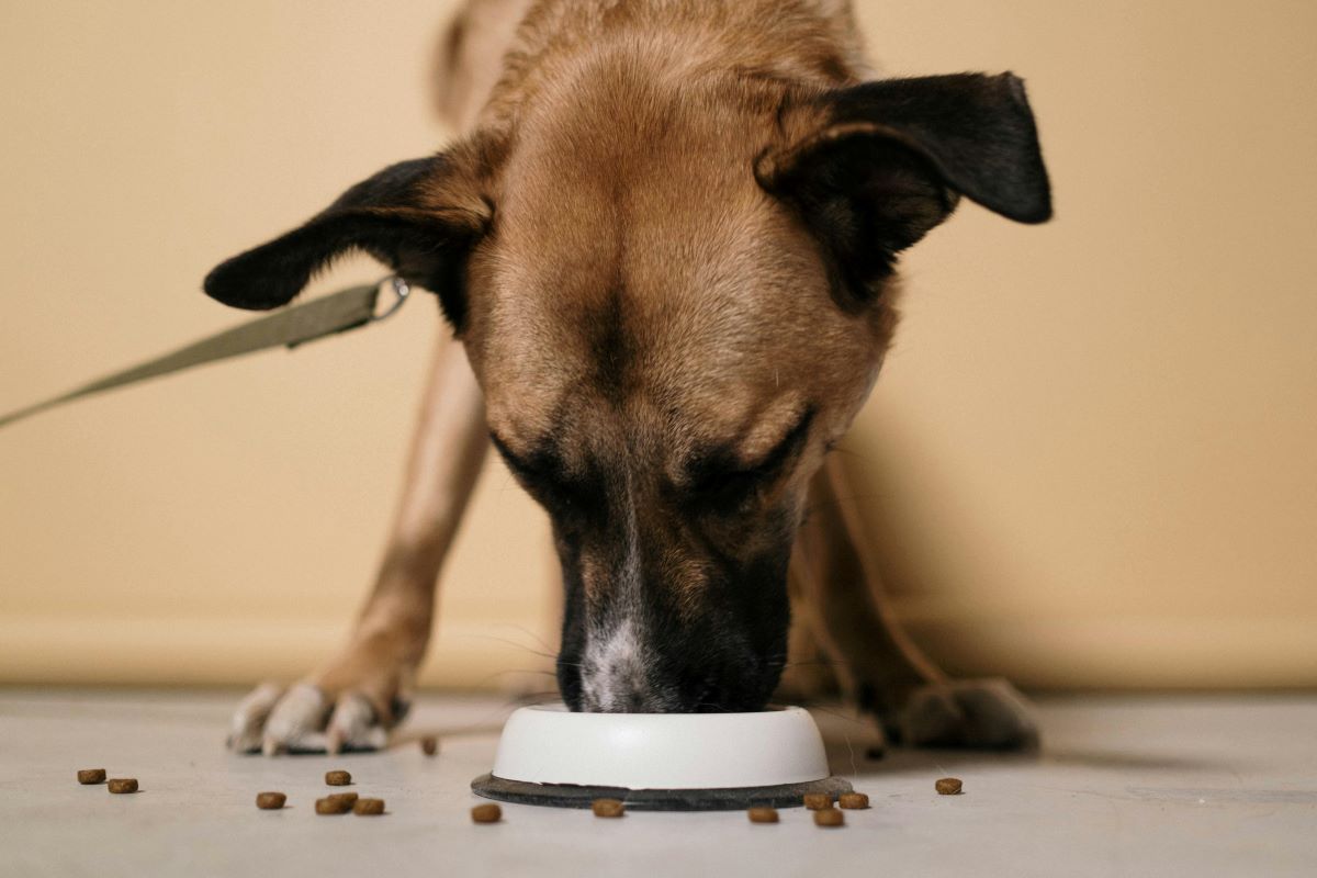 Dietary Diversity: Crafting a Menu for Your Dog's Breed - Mommy Kat and ...